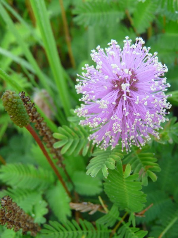 Get Your Botany On!: Land of Flowers 3