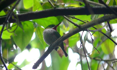 Ben and Joy: Dominican Republic Birds