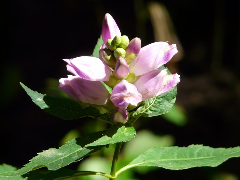 Ben and Joy: Turtleheads