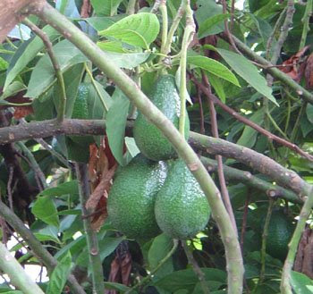 Abokado | Mga Halamang Gamot ng Pinoy