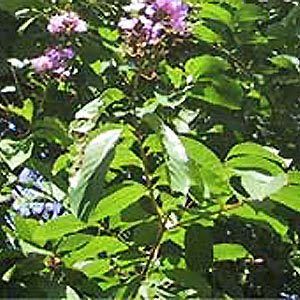 Banaba | Mga Halamang Gamot ng Pinoy