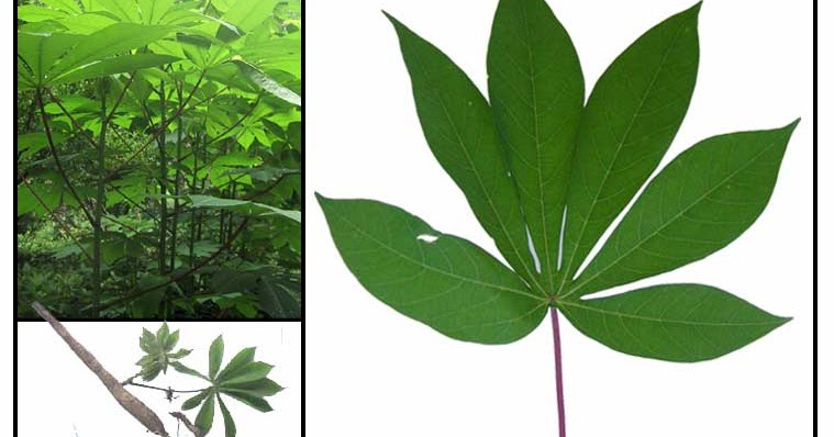 Halamang Gamot Para Sa Tigdas Hangin