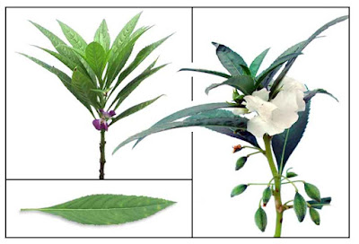 Kamantigue | Mga Halamang Gamot ng Pinoy