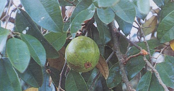 Kaymito | Mga Halamang Gamot ng Pinoy