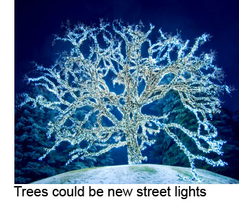 All About Technology: Glowing bio-LED trees could replace street lamps