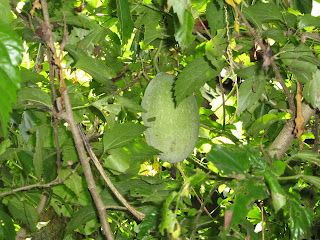 Nature shots: kumbalanga