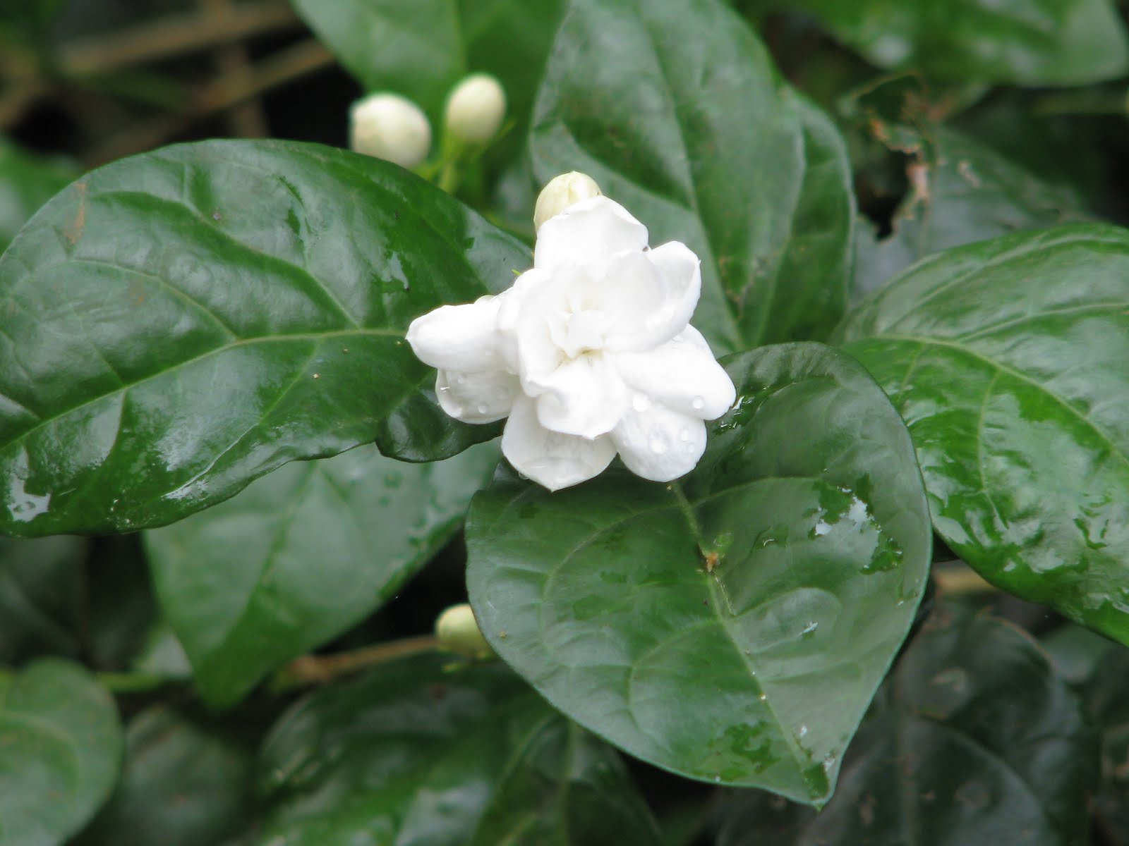 Nature shots: Flowers and Positive Energy