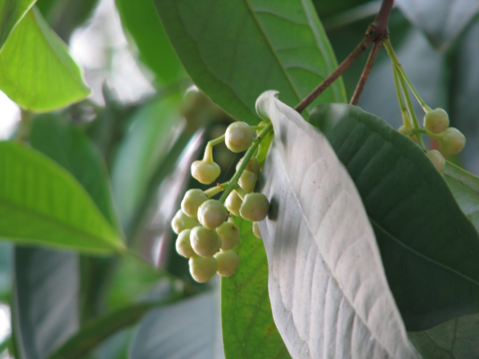 Nature shots: chambakka