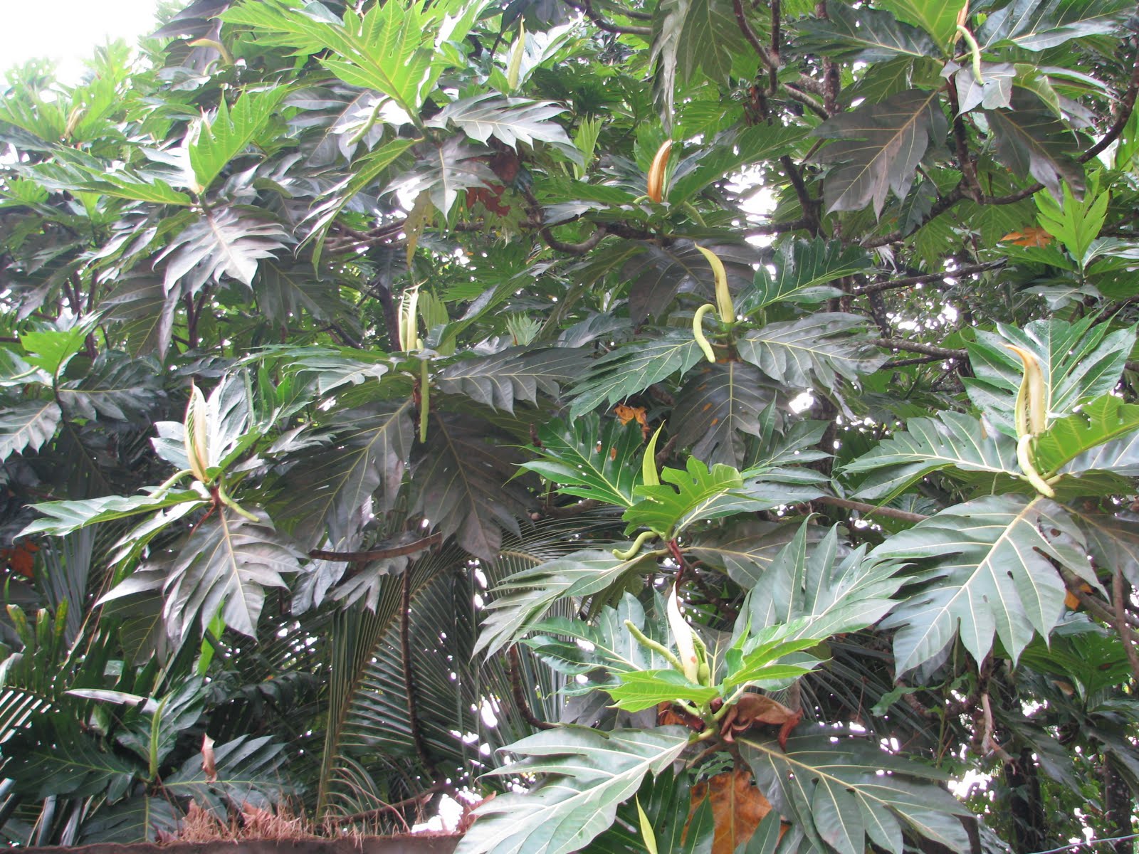 Nature shots: Kadachakka