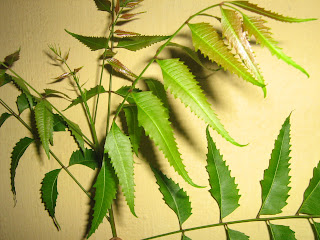 Nature shots: Some plants from Kerala-having medicinal value Shankupushpam