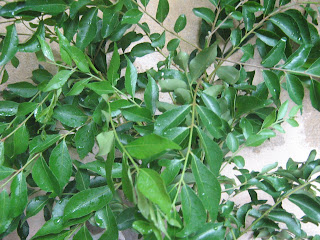 Nature shots: Kariveppu-The most familiar plant of Kerala