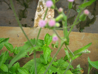 Nature shots: Dashapushpam(Ten sacred flowers)