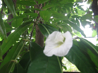 Nature shots: Some plants from Kerala-having medicinal value Shankupushpam