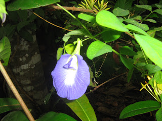 Nature shots: Some plants from Kerala-having medicinal value Shankupushpam
