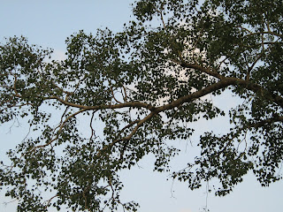 Nature shots: Aal maram