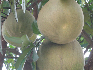 Nature shots: Kambili naranga or Madhura naranga