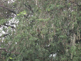 Nature shots: Valan puli