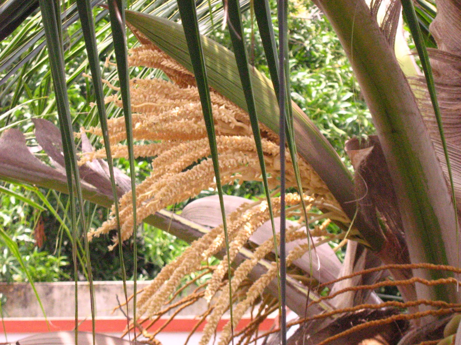 Nature shots: Some pictures of Coconut tree