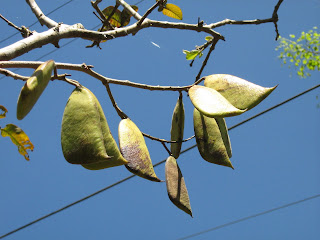 Nature shots: Pathimukham