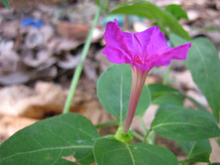 Nature shots: Nalumani poovu