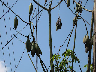 Nature shots: April 2009