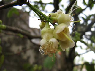 Nature shots: chambakka