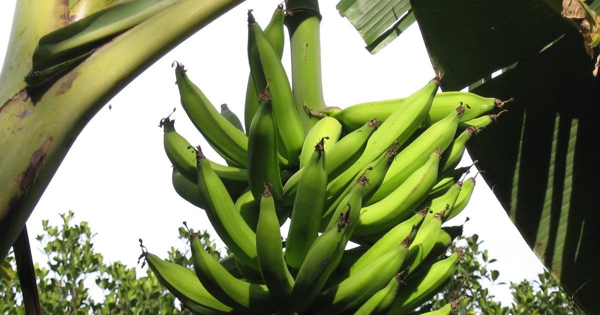 Nature shots: Ethakka