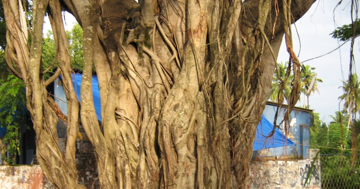 Nature shots: Aal maram