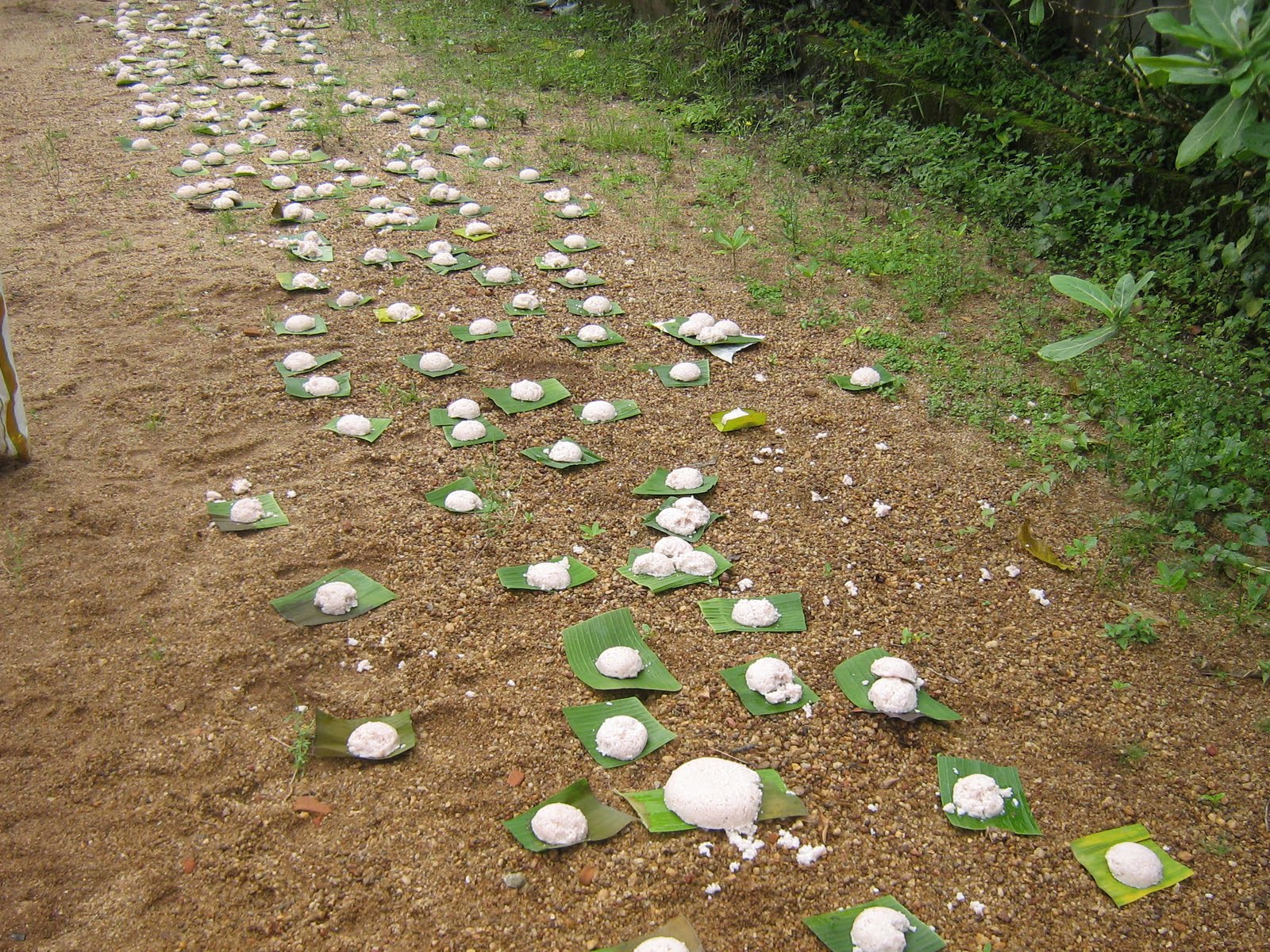 Nature shots: Bali Tharpanam-A tribute to ancestors