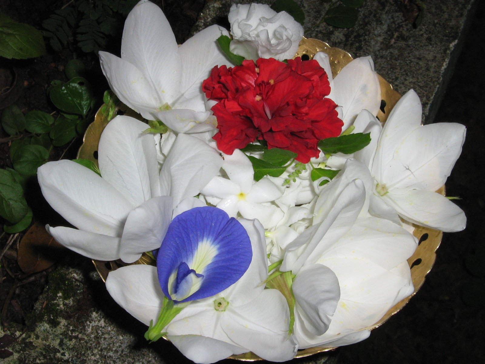 Nature shots: Shamkupushpam Flowers