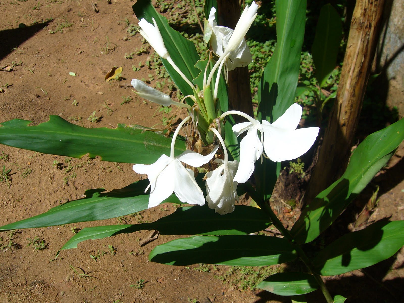 Nature shots: Kalyana saugandhikam flower