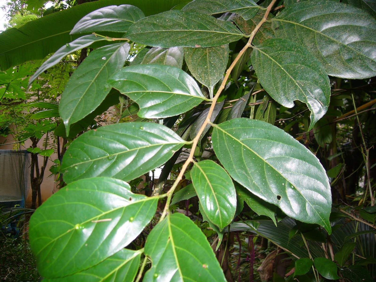 Nature shots: Marotti plant