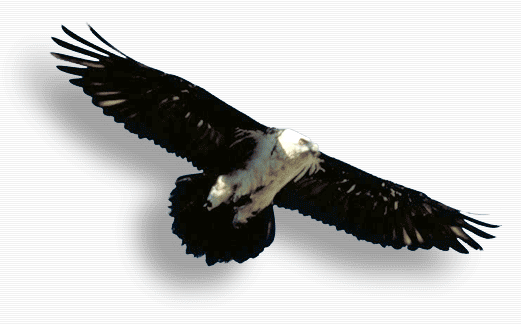 Aguilas gif - Imagui