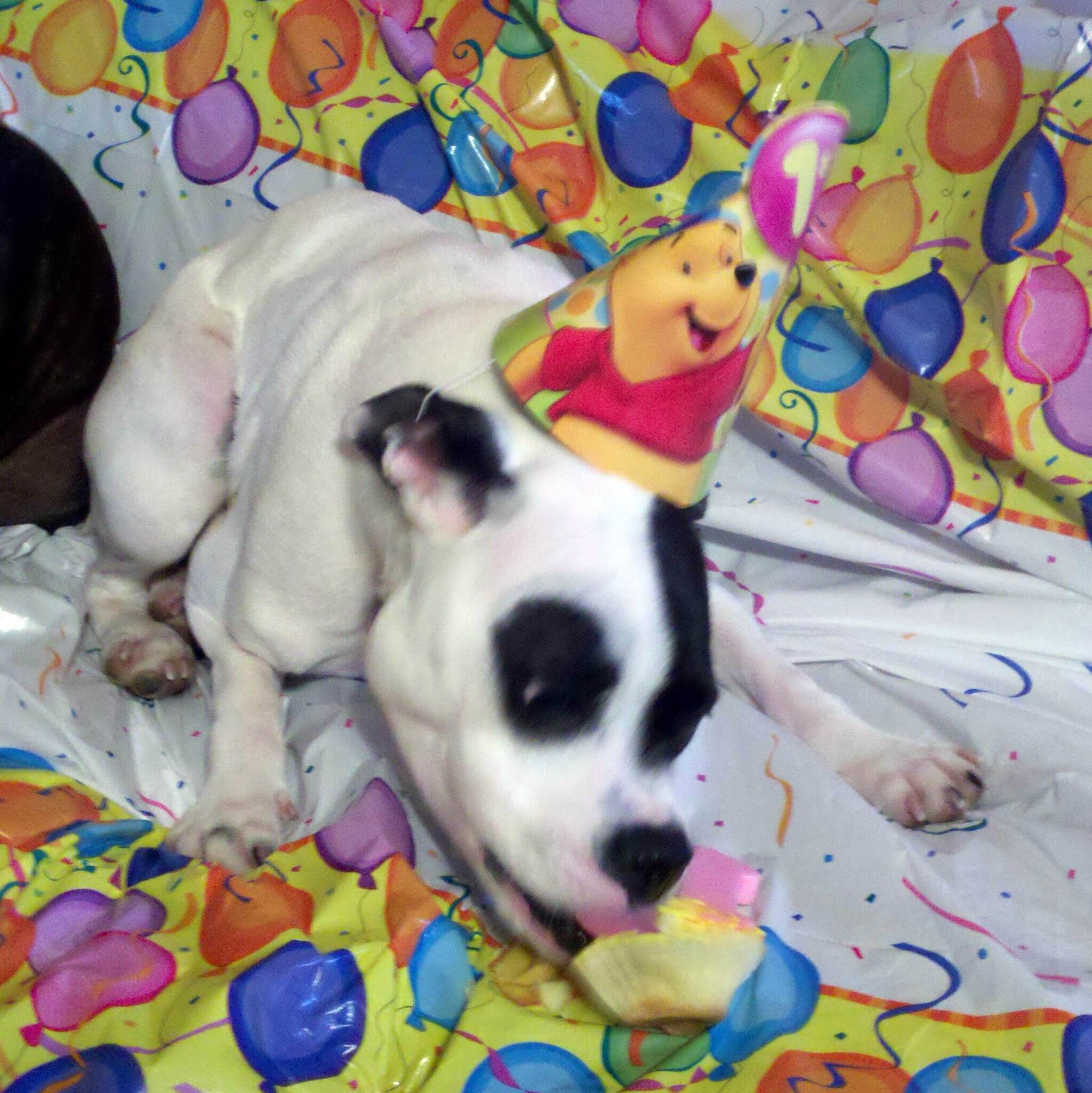 Cuda the Deformed Pit Bull: Happy Birthday to ME!!!