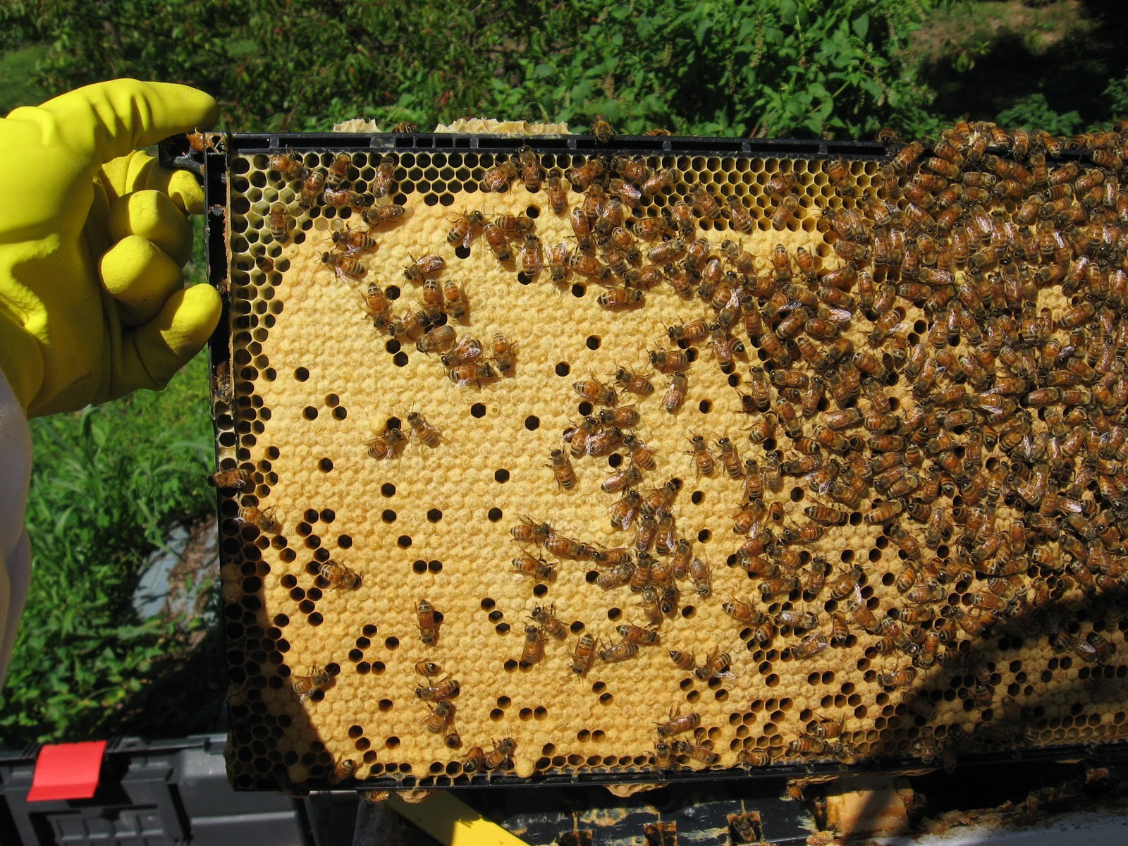 Steven's Bees: Sutton Inspection 7-31-10 - and HONEY!