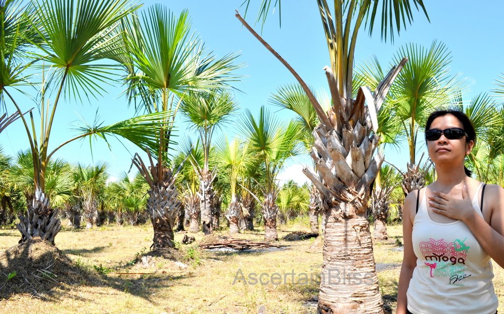 Ascertain Bliss: Raw Bliss 2