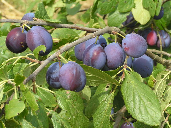 Circle of the Year: Damson Day