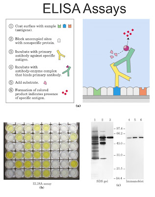 VIROLOGY! ANY CLUE?: Serological / Immunological Methods