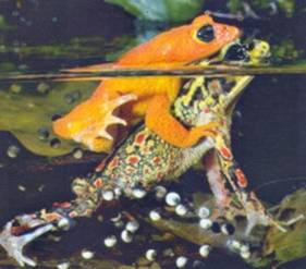 CTA--------------: La Reproducción