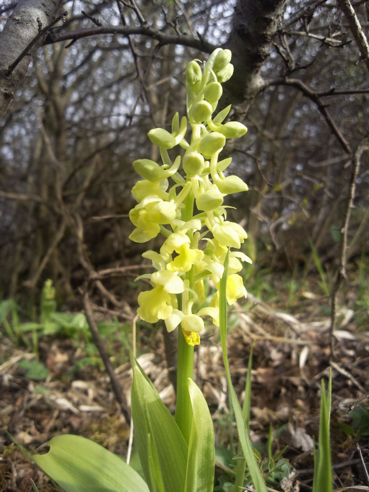 Colours: Orchis pallens