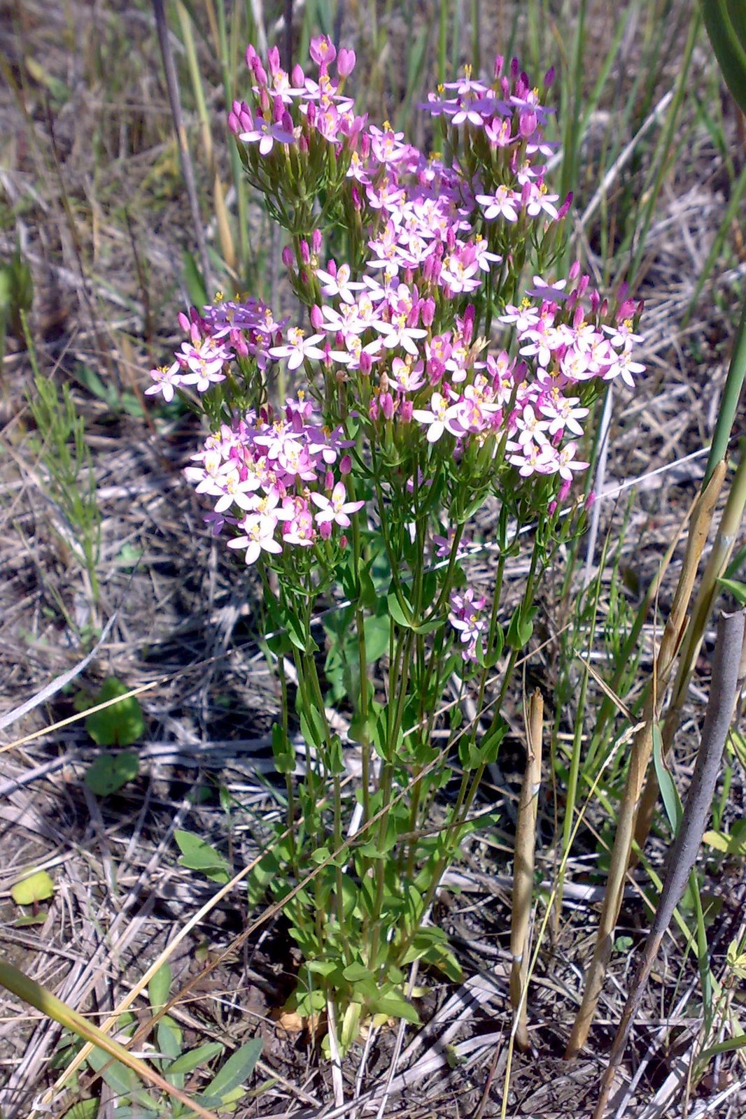 Colours: Common Centaury