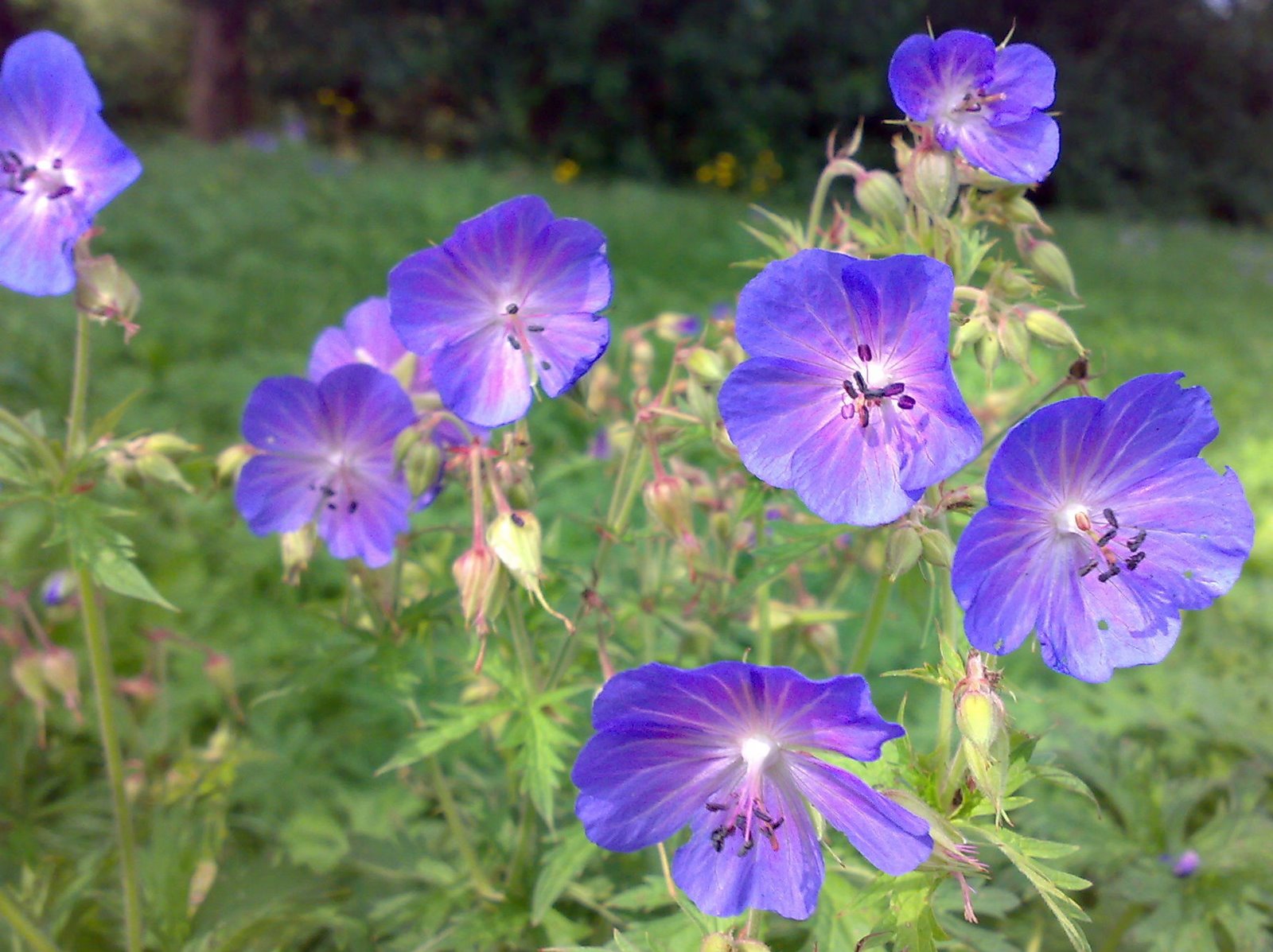 Colours: Geranium pratense