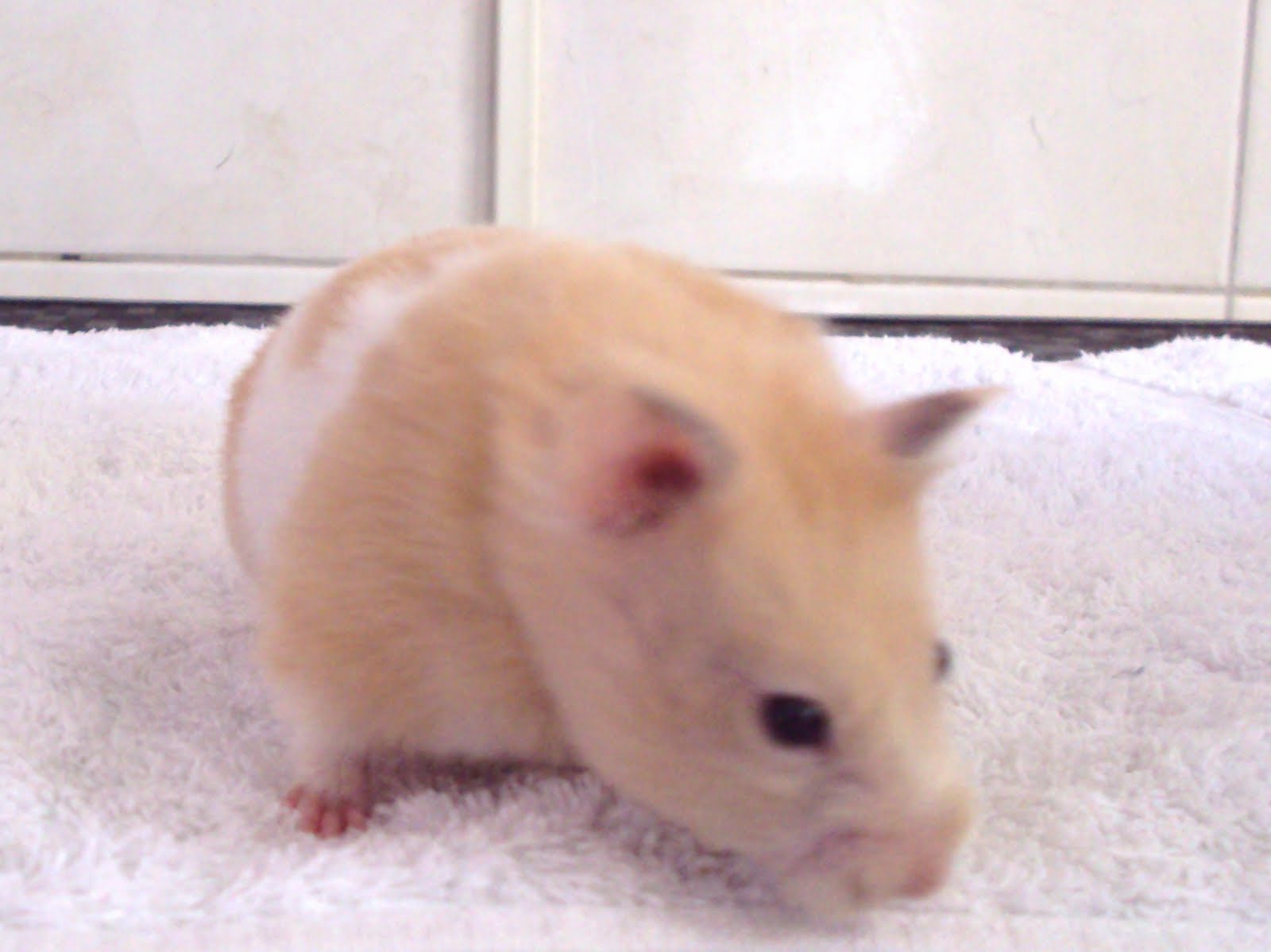 Avicultura Iguatemi: Hamster