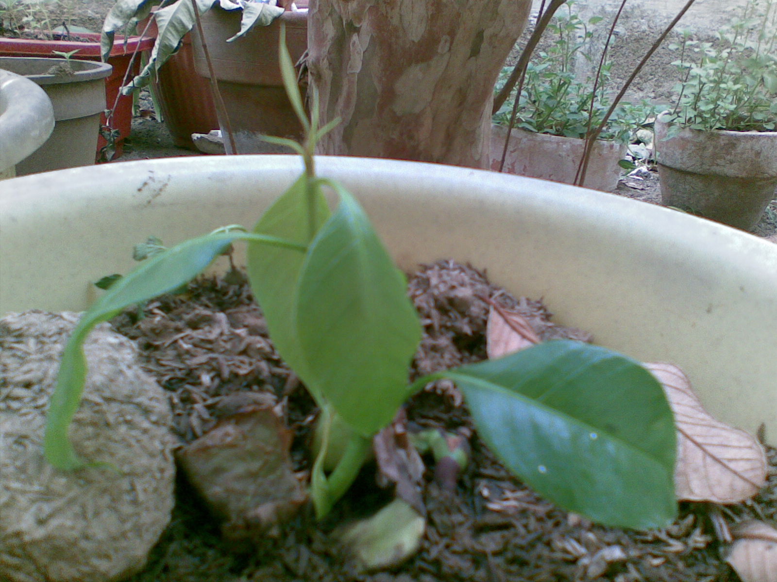 Mental Notes: How to Grow a Mango from Seed 2