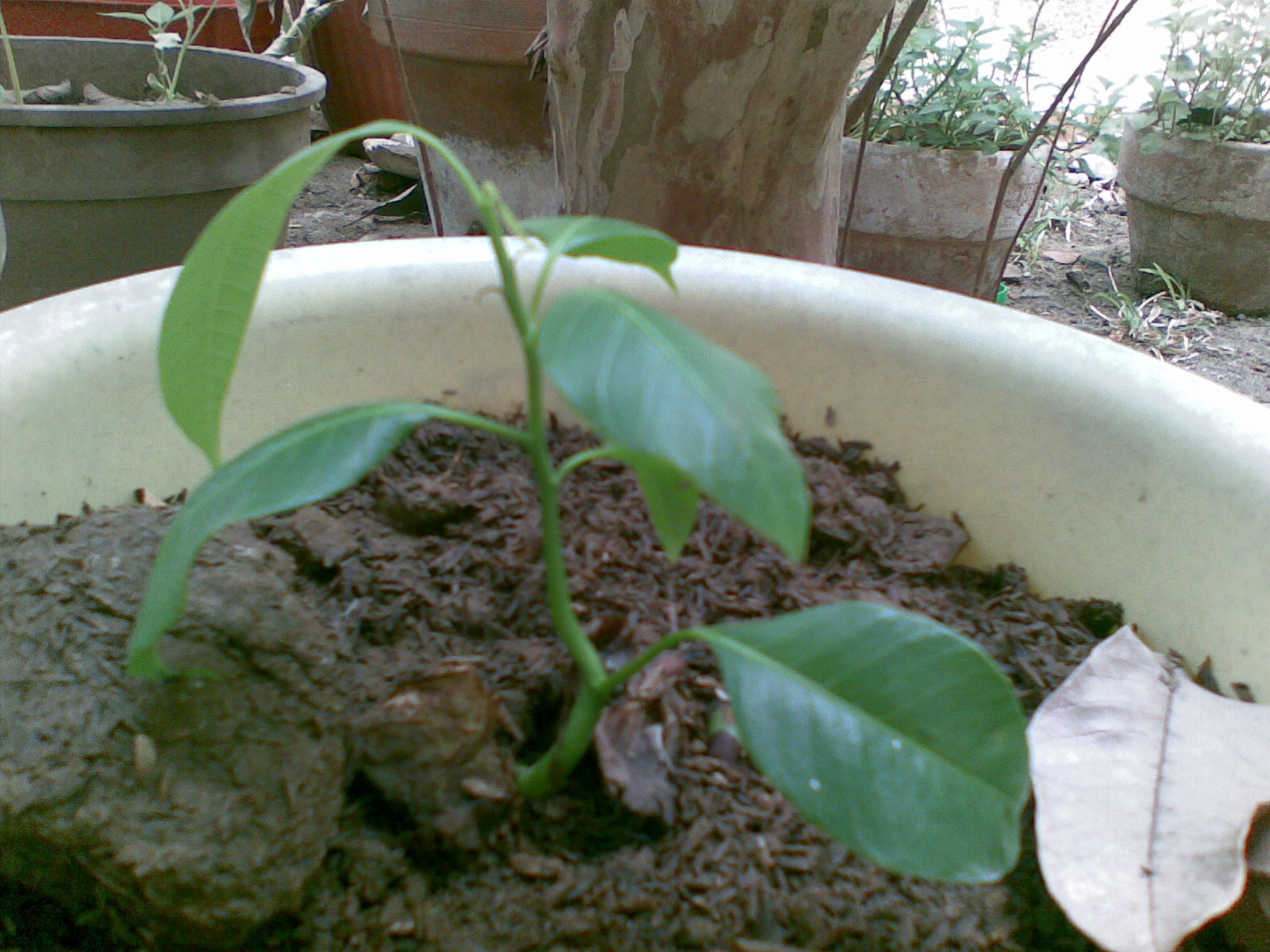 Mental Notes: How to Grow a Mango from Seed: What Works, What Doesn't