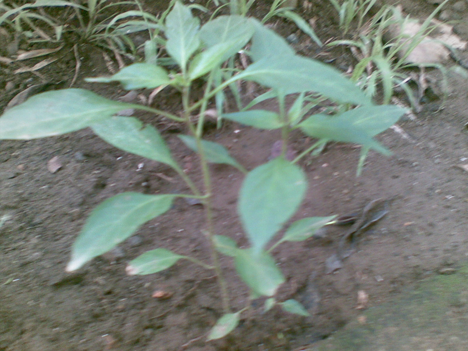 Mental Notes: Red Hot Chilli Peppers: Siling Labuyo, Bell Pepper ...