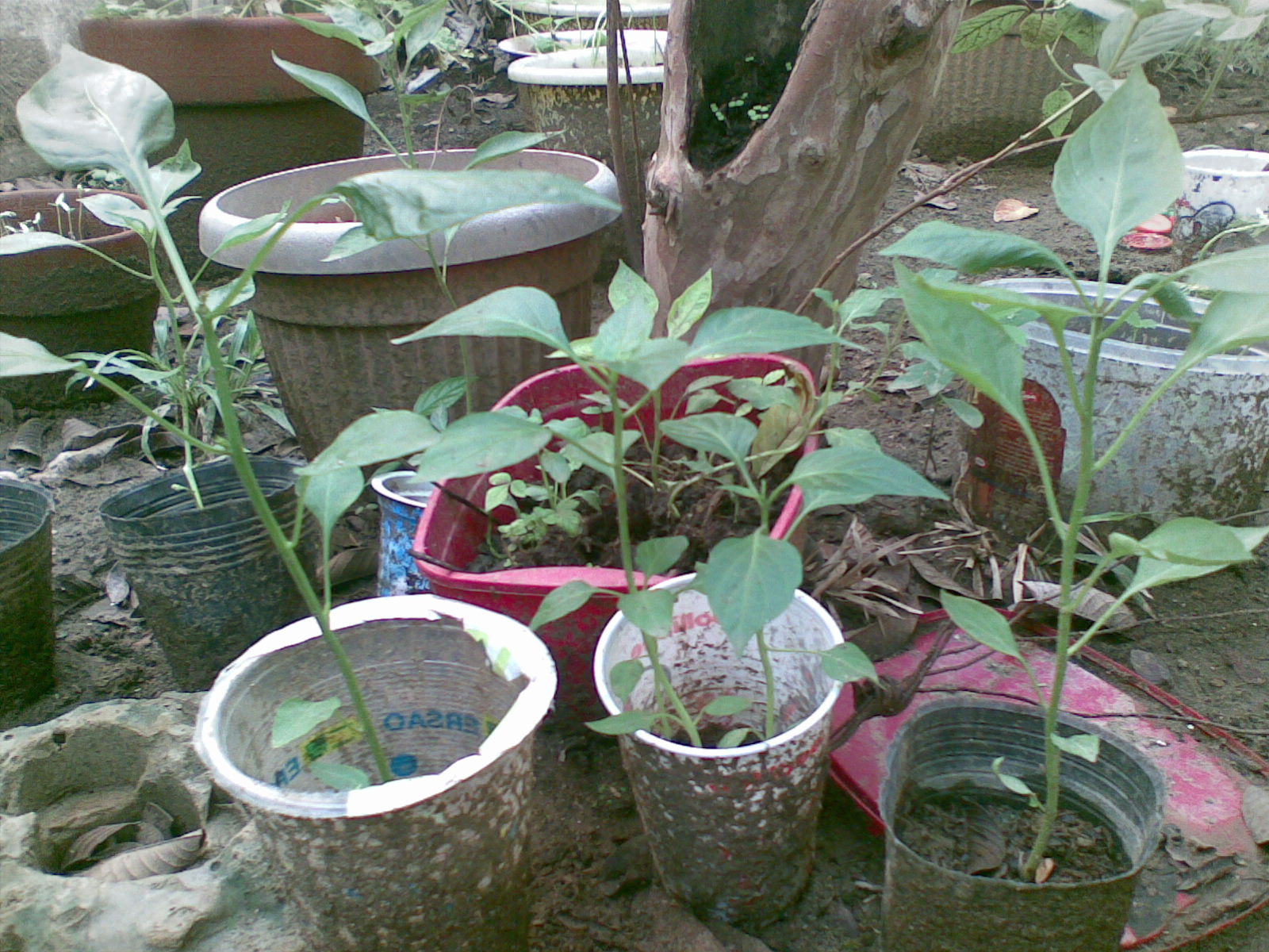 Mental Notes: Red Hot Chilli Peppers: Siling Labuyo, Bell Pepper ...