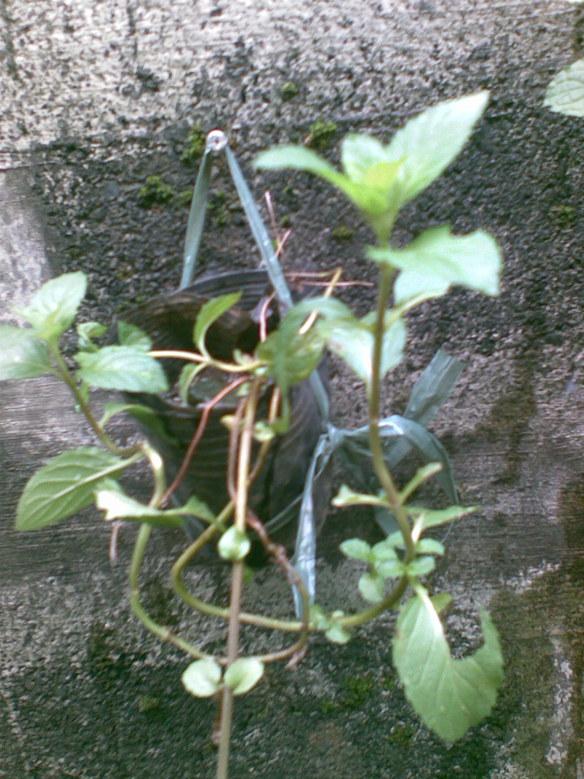 Mental Notes: Saving a Dying Japanese Mint 2