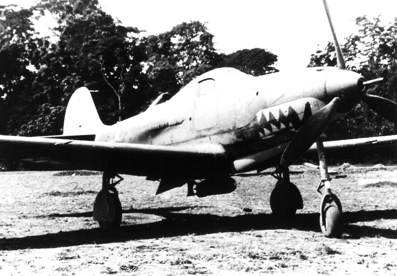 Replica in Scale: Every Dog Has Its Day and a Battered Cat