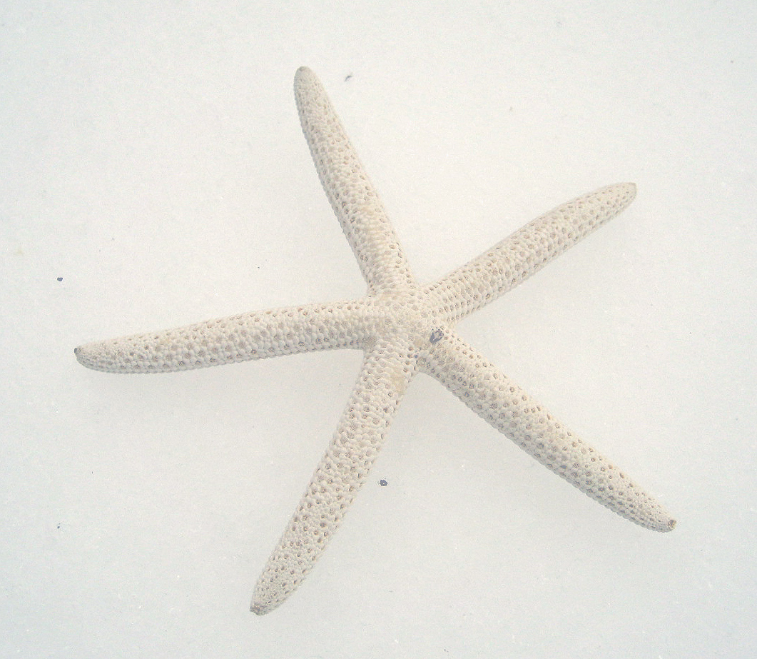 musings of a sea witch: White Shell Wednesday